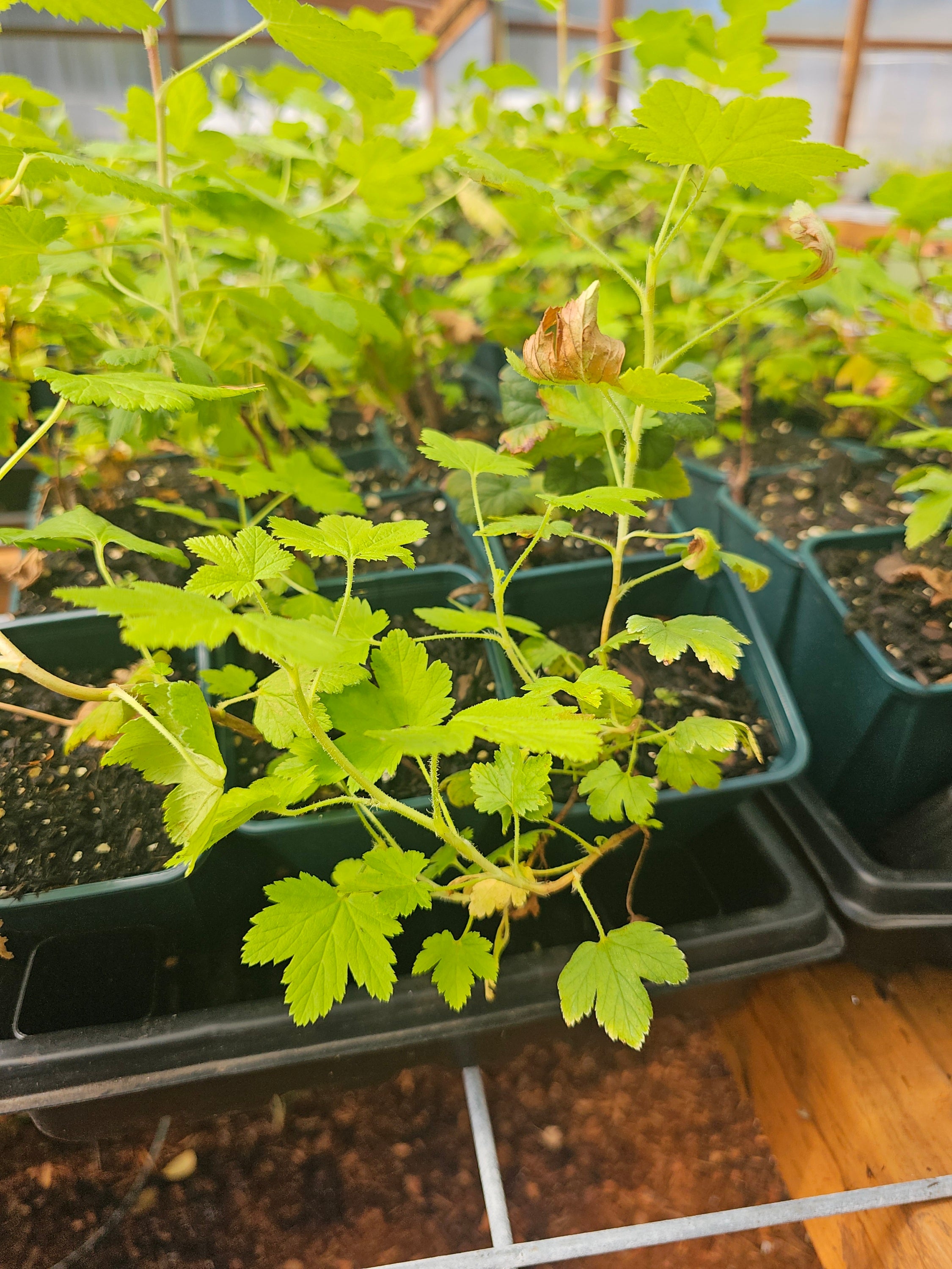 Flowering Currant – Fairy Garden Farms