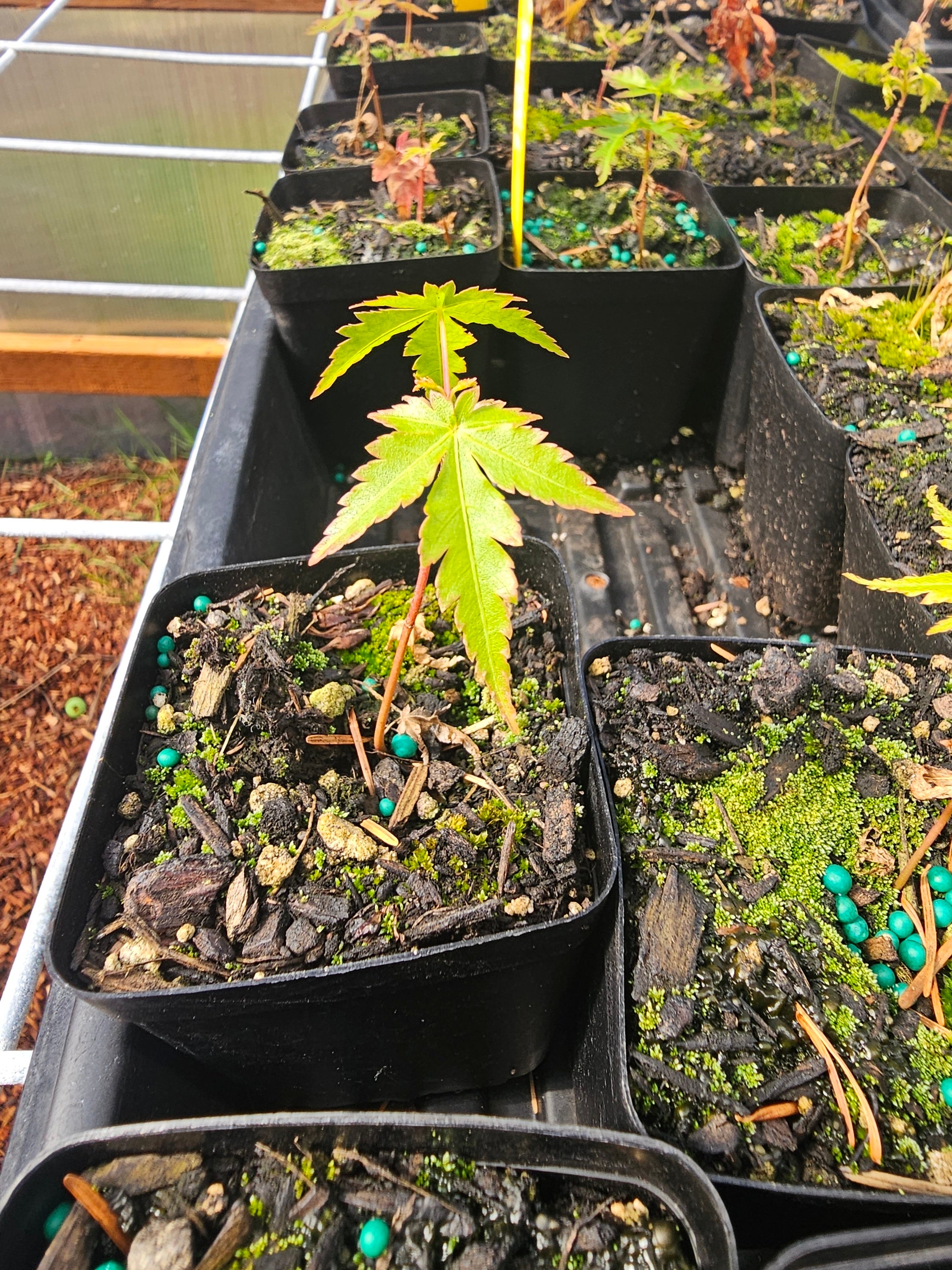 Sieryu Japanese Maple – Fairy Garden Farms